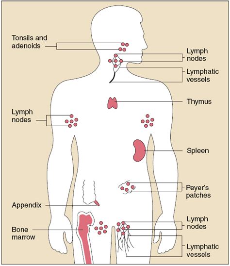 Immune And Lymphatic Systems Senior Hsa Project 2014