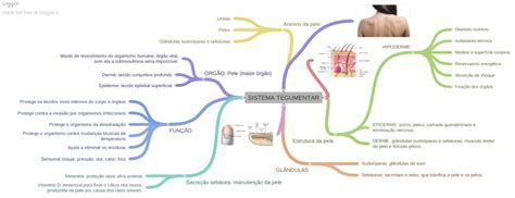 Mapa Mental Anatomia Humana I