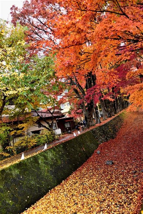 日本关西红叶狩河口湖红叶长廊1 中关村在线摄影论坛