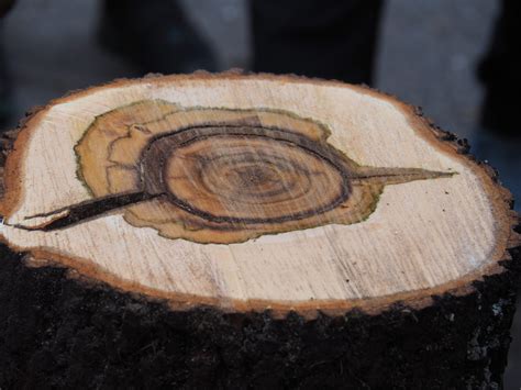 Traq Tree Risk Assessment Qualification 2023 Svenska Trädföreningen