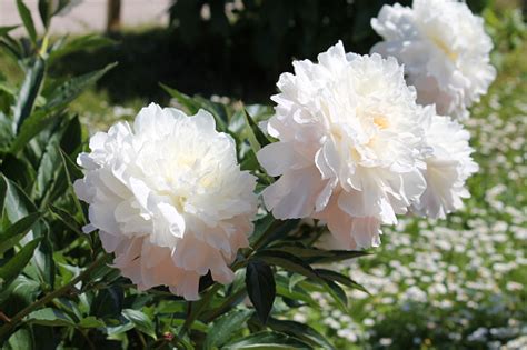Paeonia Lactiflora 의 흰색 이중 꽃 정원에서 꽃을 피우는 모란 0명에 대한 스톡 사진 및 기타 이미지 Istock