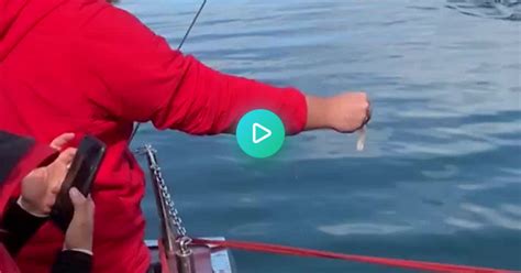 Seagull Surprise Snatch Album On Imgur