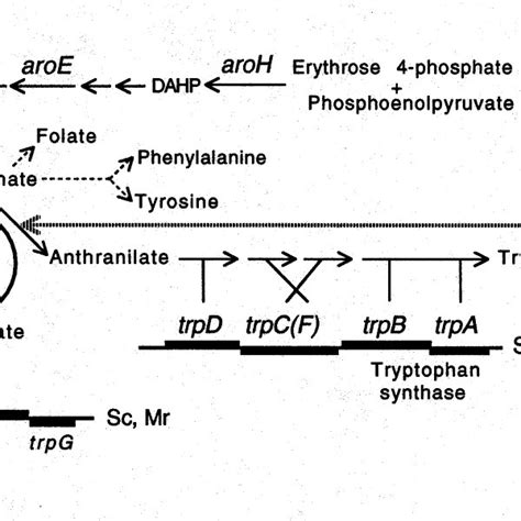 Outline Of The Pathway For The Biosynthesis Of Aromatic Amino Acids