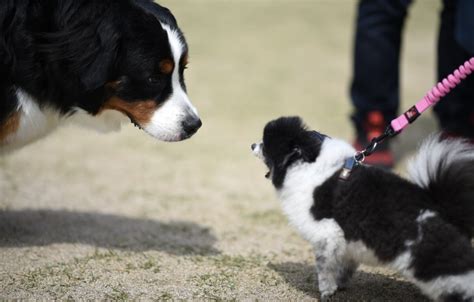 1 21 土 22 日 、キセラせせらぎ公園で川西ドッグランマルシェが開催されるみたい。 かわにしマガジン