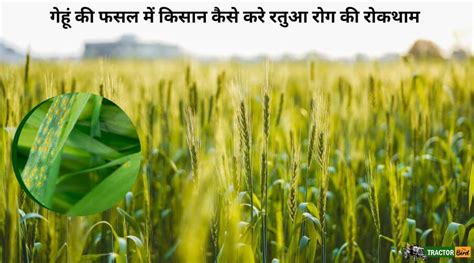 गेहूं की फसल में किसान कैसे करे रतुआ रोग की रोकथाम