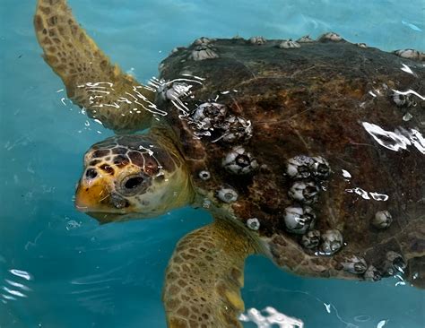Georgia Didyouknow Sea Turtles Have Several Special Adaptations That
