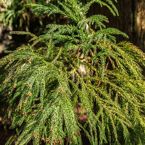 Japanese Cedar Tree Green Thumbs Garden