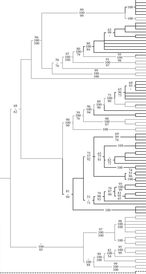 Maximum Parsimony Strict Consensus Of 13 432 Equally Most Parsimonious