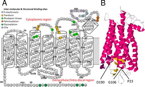 Rhodopsin Structure A The Position Of Each Residue Within A Regional