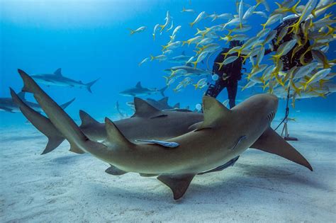 Shark Scrum Mirror Online