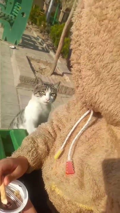 با گربه ها مهربان باشیم Youtube