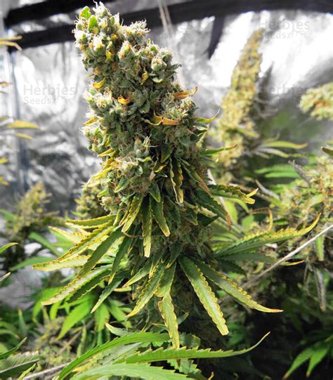 Silver Bubble Seeds Cannabis Strain Seeds For Sale