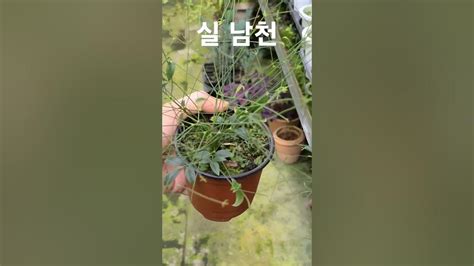 더그린가든센터 실남천 Youtube