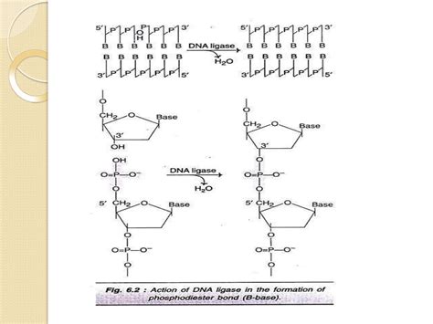Recombinant Dna Technology And Drug Discovery Pptx