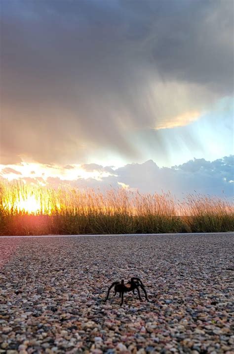 Annual Tarantula Migration Has Begun Through Se Co R Tarantulas