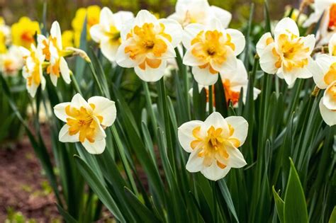 Premium Photo White Daffodils On A Flowerbed In The Garden