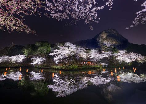Luminous Blossoms Nighttime Cherry Blossom Magic In Japan Blog