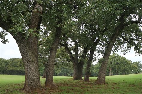 Texas Oak Wilt Prevention Advanced Tree And Shrub Care Inc