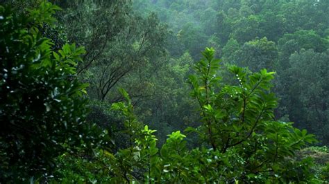 Relaxing Rain And Thunder Sounds Fall Asleep Faster Beat Insomnia