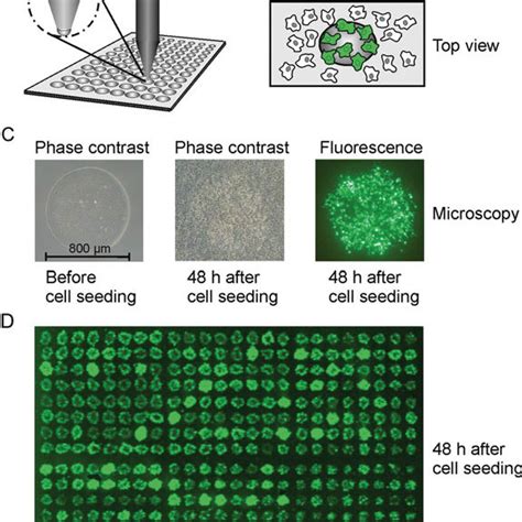 1 Reverse Transfected Cell Microarray To Determine Signaling Activity