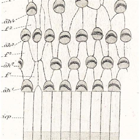 Surface Pattern Of The Human Cochlea From Retzius 1884 1
