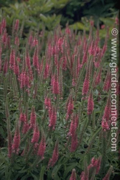 Speedwell Plant Finder Knights Garden Centres
