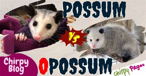 Possum Vs Opossum Decoding The Marsupial Mystery