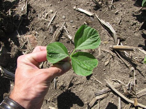 1323138675 Soybean Herbicide Injury 5017s4 Crop Science Us