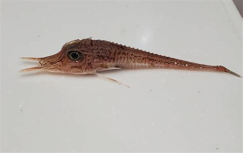 キホウボウ 2022 12 17 WEB魚図鑑
