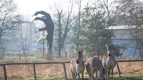 Labiomista In Genk Krijgt Een Piramidevormig Gebouw Met Tapirs VRT NWS Nieuws