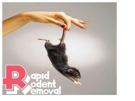 Rodent Control — Rapid Rodent Removal