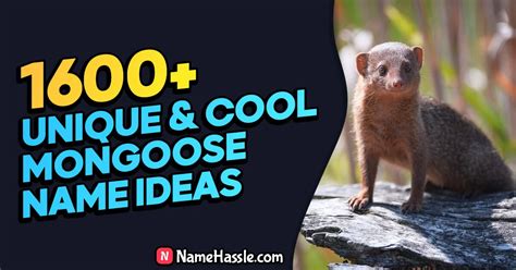 1645 Cool And Funny Mongoose Names Ideas Generator 2025