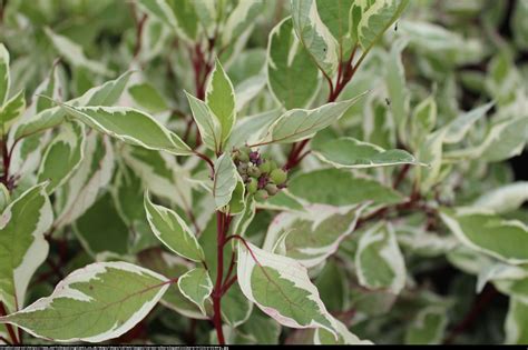 Dereń biały Elegantissima - Cornus alba Elegantissima