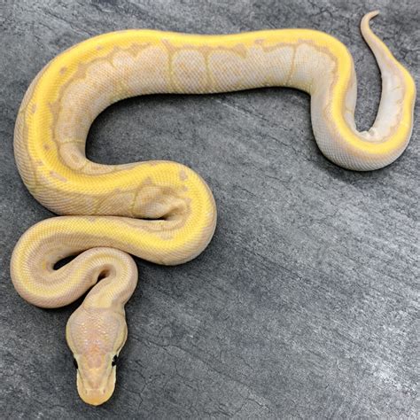 Pinstripe Freeman Ballpython Pinstripe Freeman Ballpython