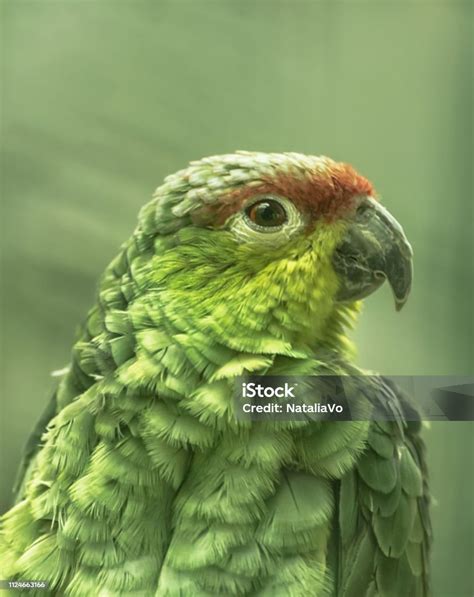 Amazona Autumnalis Lilacina 에콰도르 아마존 검은 부리 부드러운된 색채와 부드러운 쾌활 기질 남미에서