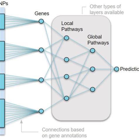 Overview Of The GenNet Framework Neural Networks Are Made By Combining Download Scientific