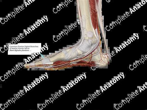 Common Plantar Digital Branches Of Medial Plantar Nerve Complete Anatomy