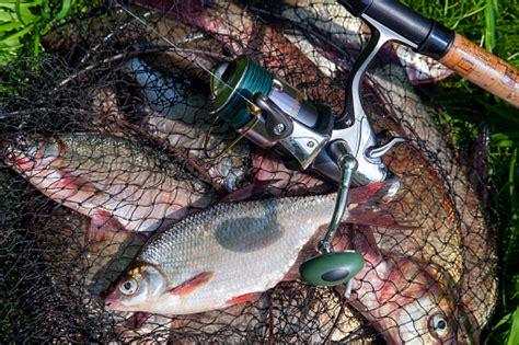 녹색 잔디와 자연 배경에 릴낚싯대에 청동 도미 또는 잉어 도미와 함께 Keepnet에 단일 민물 흰색 도미 또는 실버 도미 0명에 대한 스톡 사진 및 기타 이미지 Istock