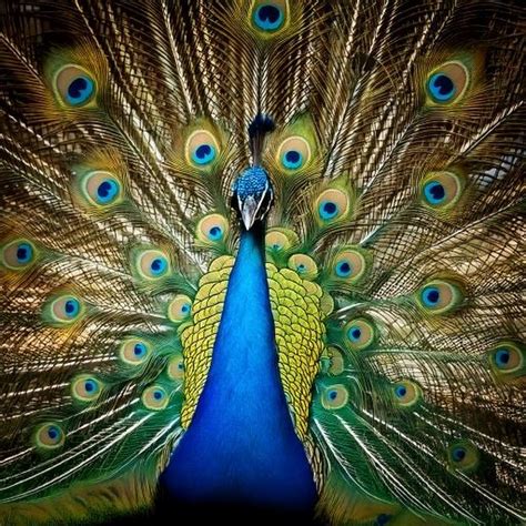 Mr Peacock Youtube