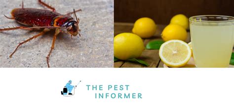 Does Lemon Juice Kill Roaches Deter Cockroaches With Lemon Juice