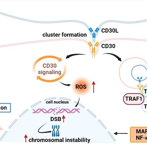 Association Of Cd30 With Signaling Pathways And Genetics In Lymphomas