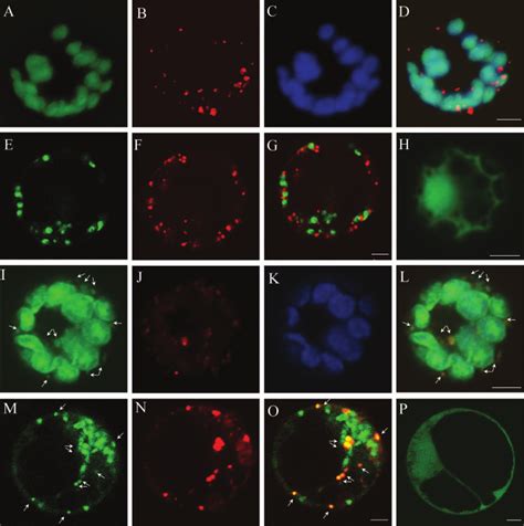 Subcellular Localization Of Pdfs Protoplasts From Mesophyll Cells Download Scientific Diagram