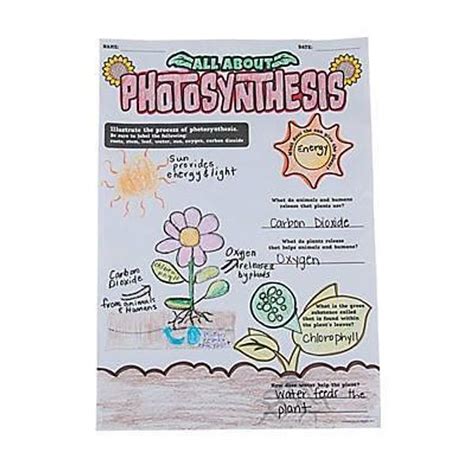 Colour Your Own All About Photosynthesis” Mini Posters 30pack Oshc