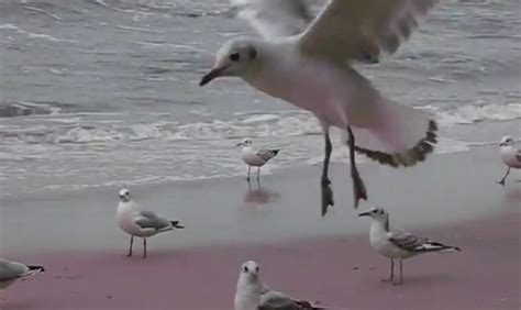 В ивановском парке «Харинка выступят «Балтийские Чайки Новости города Иваново и Ивановской