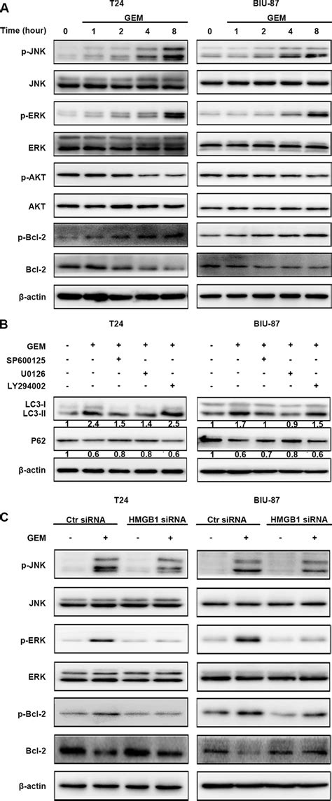 Hmgb1 Mediates Gem Induced Jnk And Erk For Autophagy Activation In