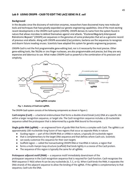 Lab 9 Crispr Lab E Coli Su24 Pdf