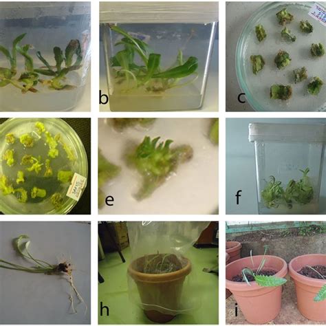In Vitro Regeneration From Leaf Explants Of E Kebericho A Seed
