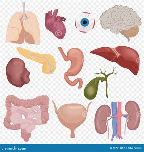 Human Body Internal Parts Organs Set Isolated On The Transperant Alpha