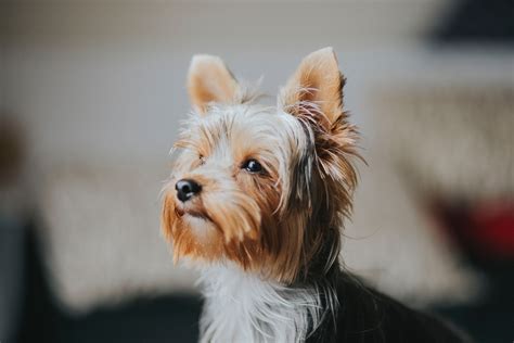 How Long Does Dog Grooming Really Take