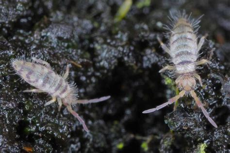 How To Identify And Control 11 Common Houseplant Pests